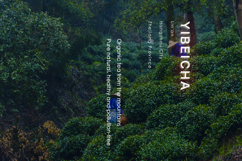 Hangzhou Yibei Tea Technology Co., Ltd