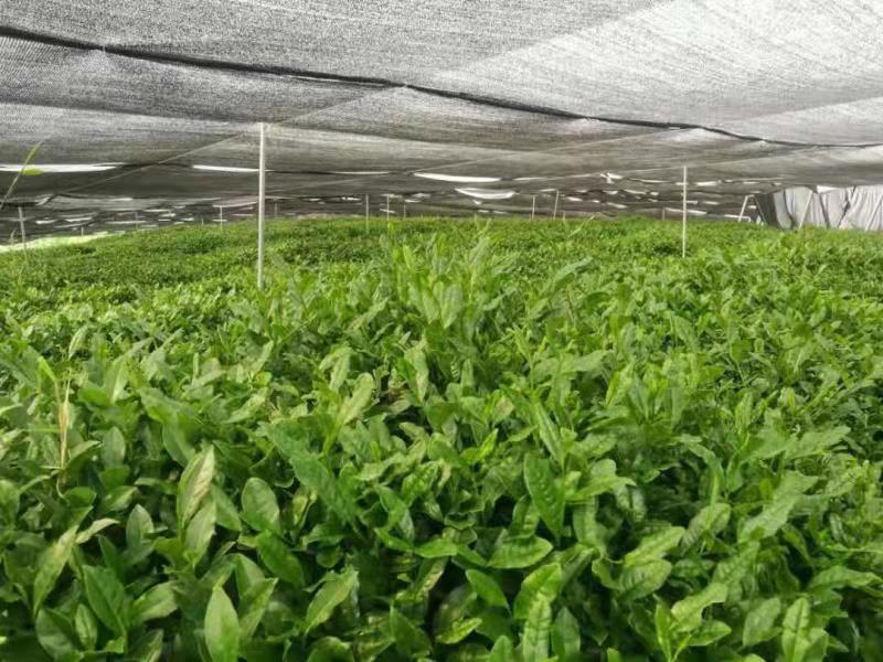 杭州益蓓茶科技有限公司 - 杭州益蓓茶科技有限公司