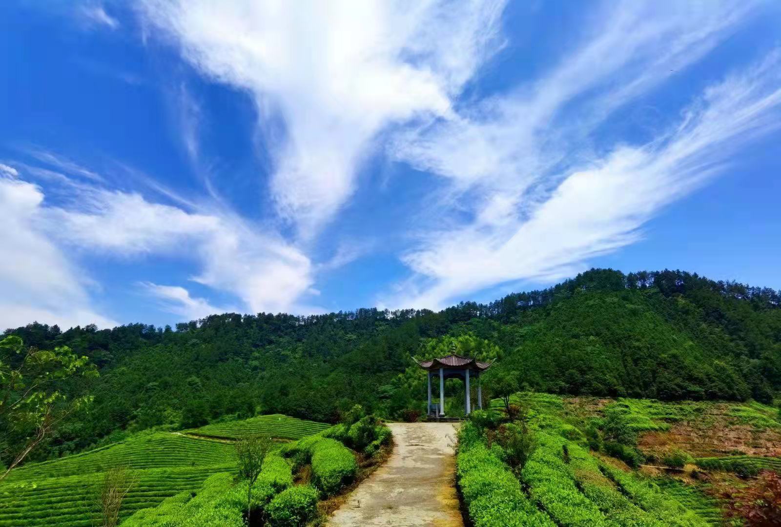 杭州益蓓茶科技有限公司